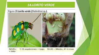 PPT MONITOREOS DE PLAGAS Y ENFERMEDADES.pdf