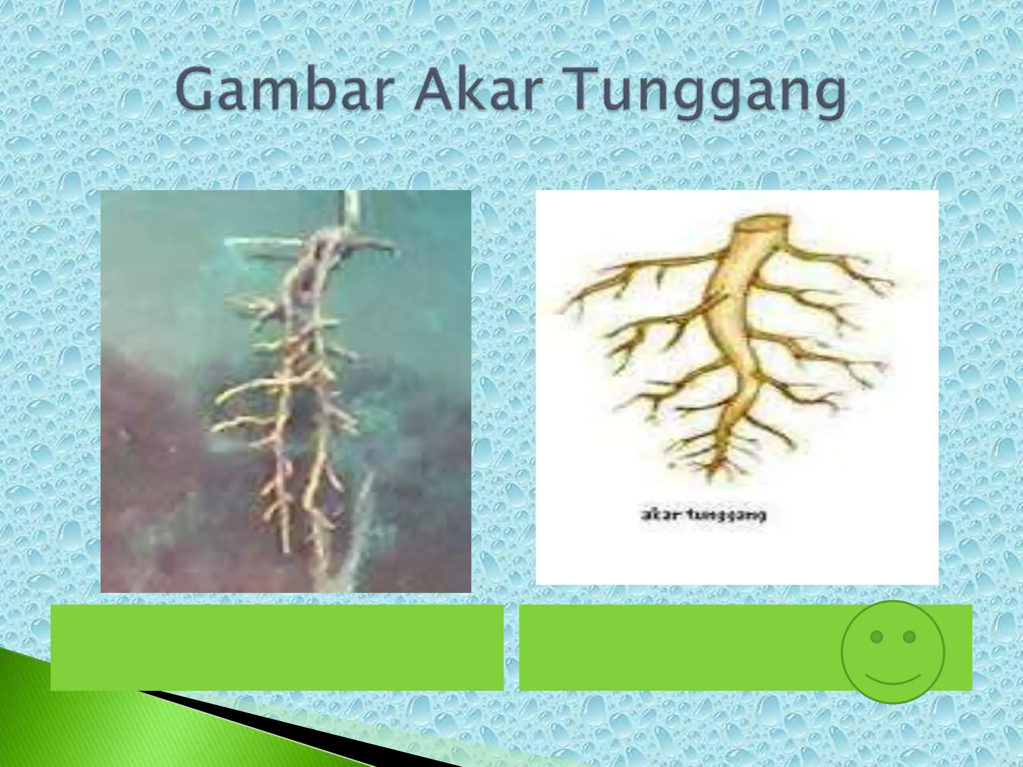 PPT_Morfologi_Akar Tumbuhan dan contohnyaptx | PPTX