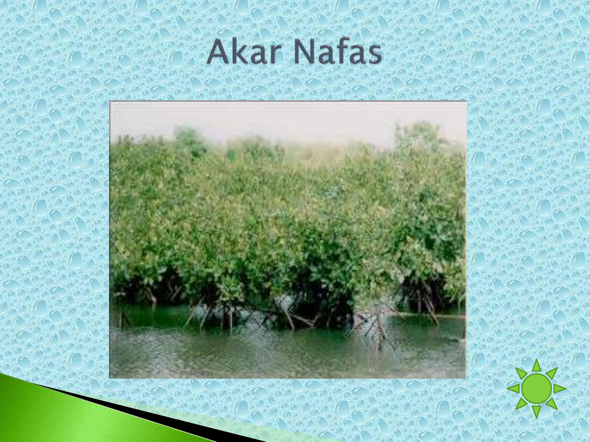 PPT_Morfologi_Akar Tumbuhan dan contohnyaptx | PPTX