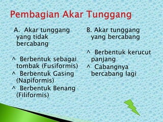 PPT_Morfologi_Akar Tumbuhan dan contohnyaptx | PPTX