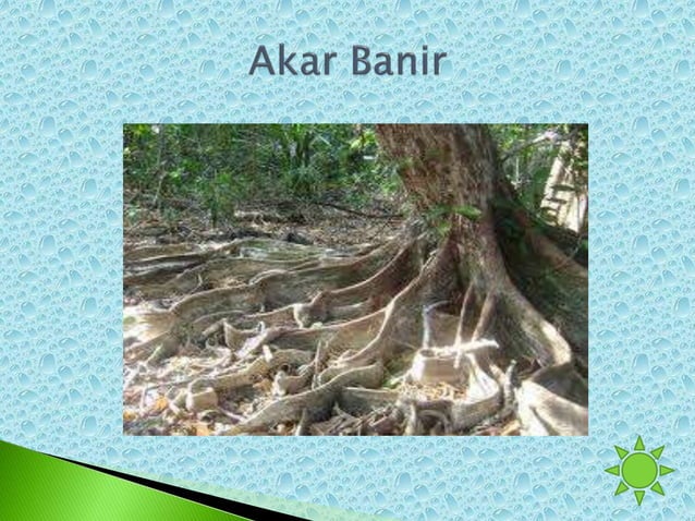 PPT_Morfologi_Akar Tumbuhan dan contohnyaptx | PPTX