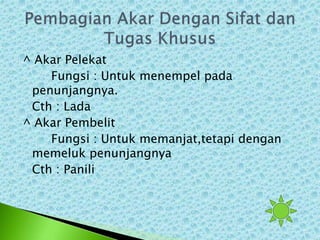 PPT_Morfologi_Akar Tumbuhan dan contohnyaptx | PPTX