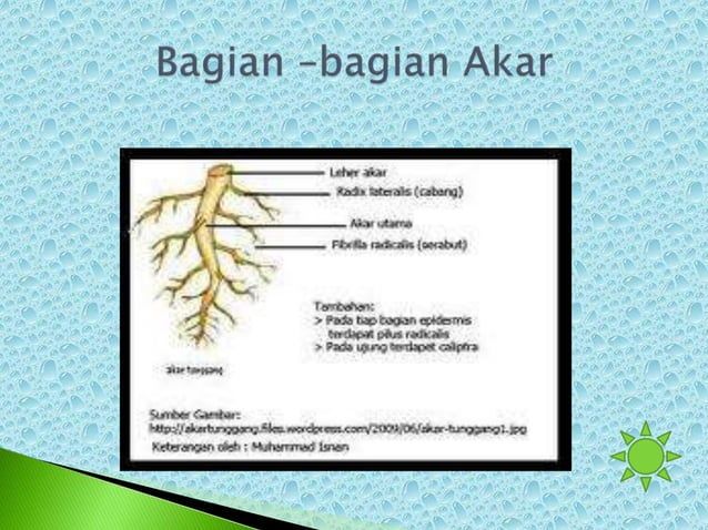 PPT_Morfologi_Akar Tumbuhan dan contohnyaptx | PPTX