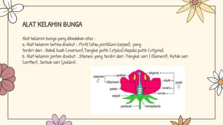 PPT MORFOLOGI BUNGA KELOMPOK 4.pptx