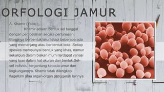 Morfologi Jamur PPT | PPTX