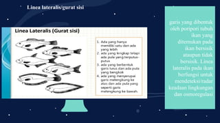 PPT MORFOLOGI N ANATOMI IKAN air tawar.pptx