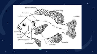 PPT MORFOLOGI N ANATOMI IKAN air tawar.pptx