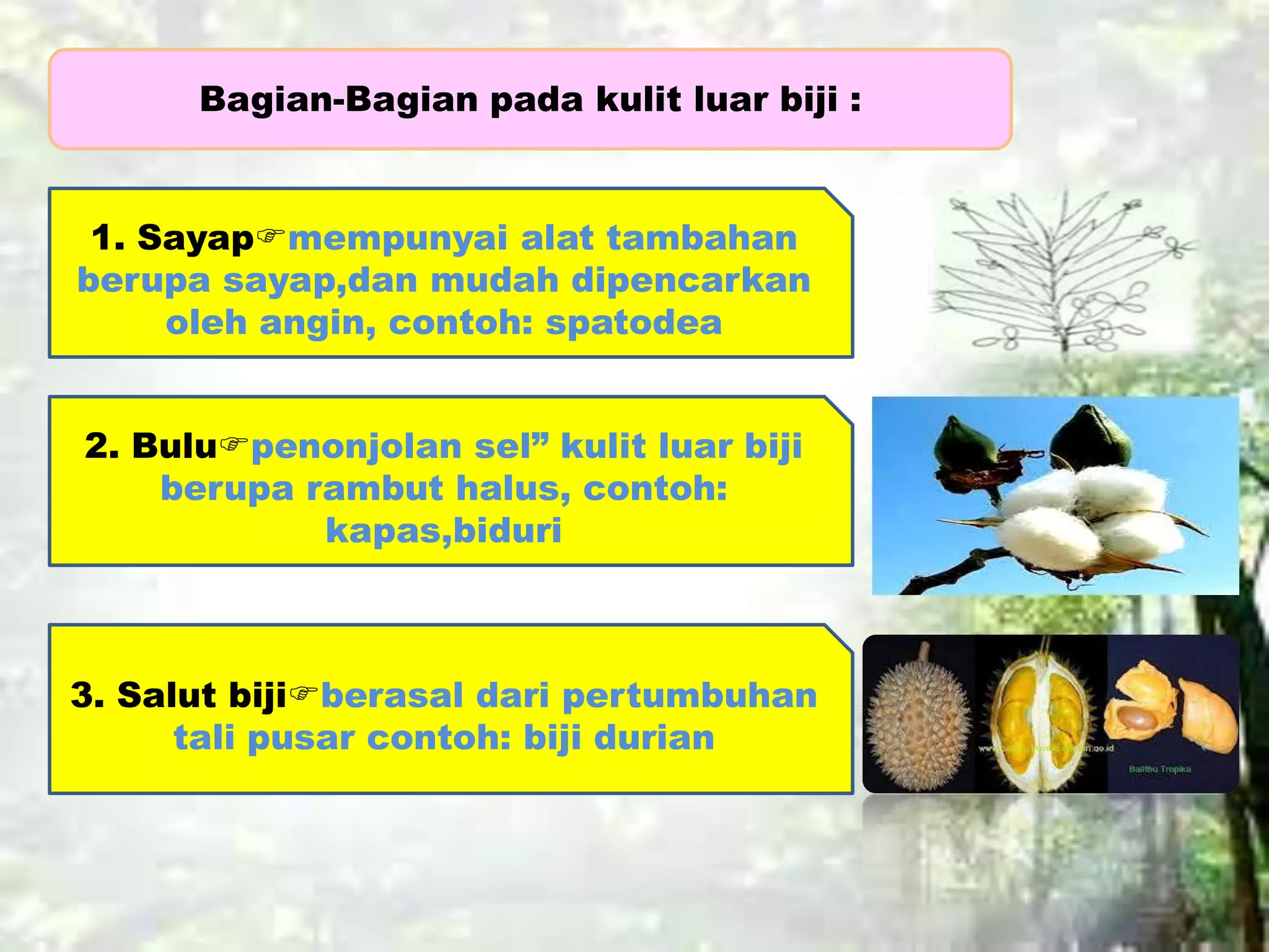 Morfologi ttg Biji | PPTX