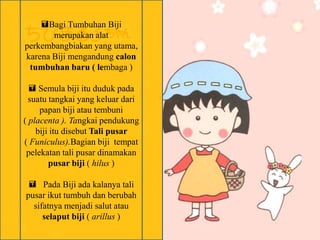 Morfologi ttg Biji | PPTX