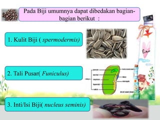Morfologi ttg Biji | PPTX