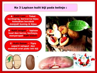 Morfologi ttg Biji | PPTX