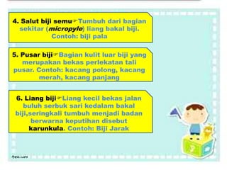Morfologi ttg Biji | PPTX