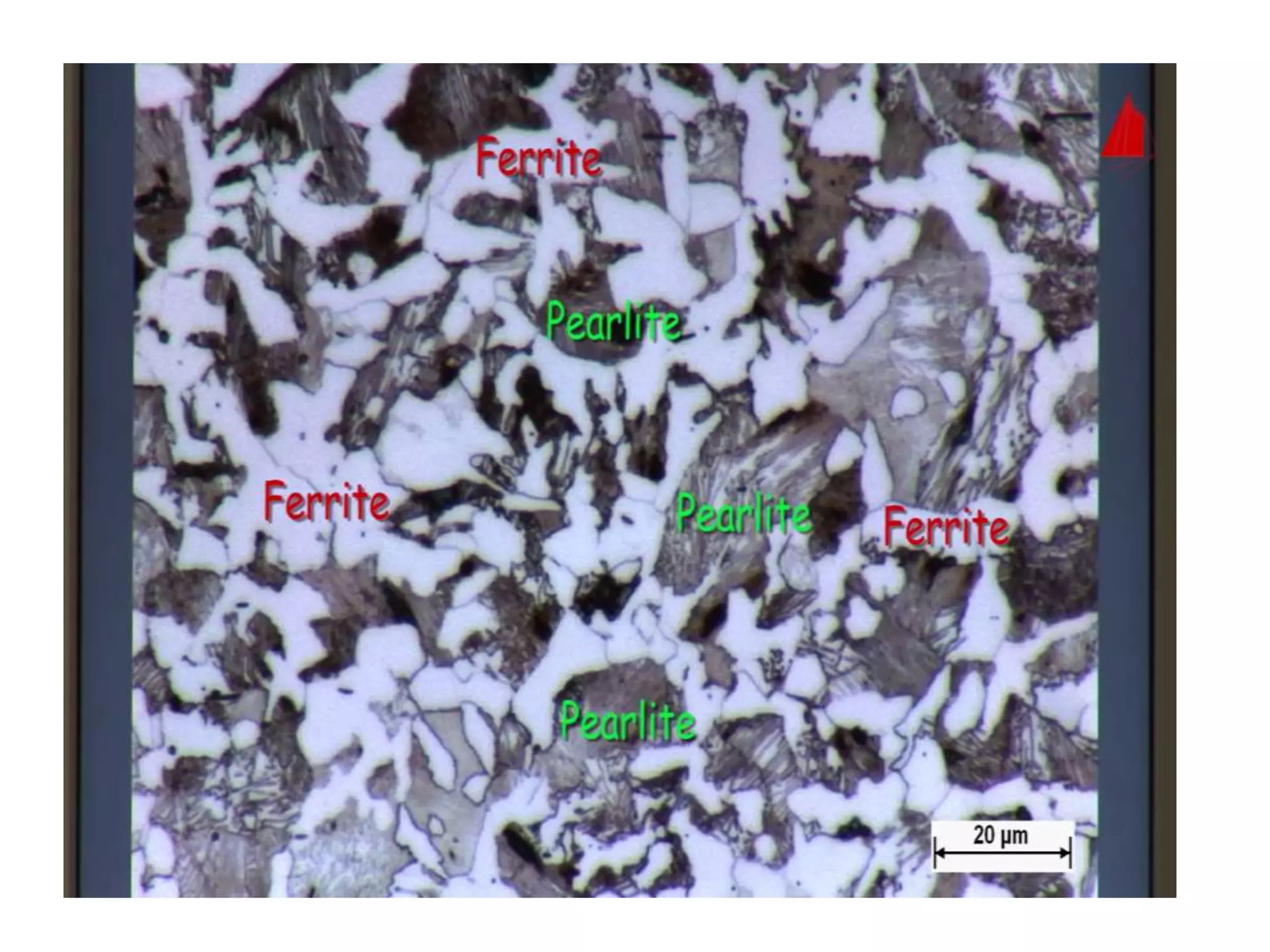 specimen preparation for microscopic observation | PPTX