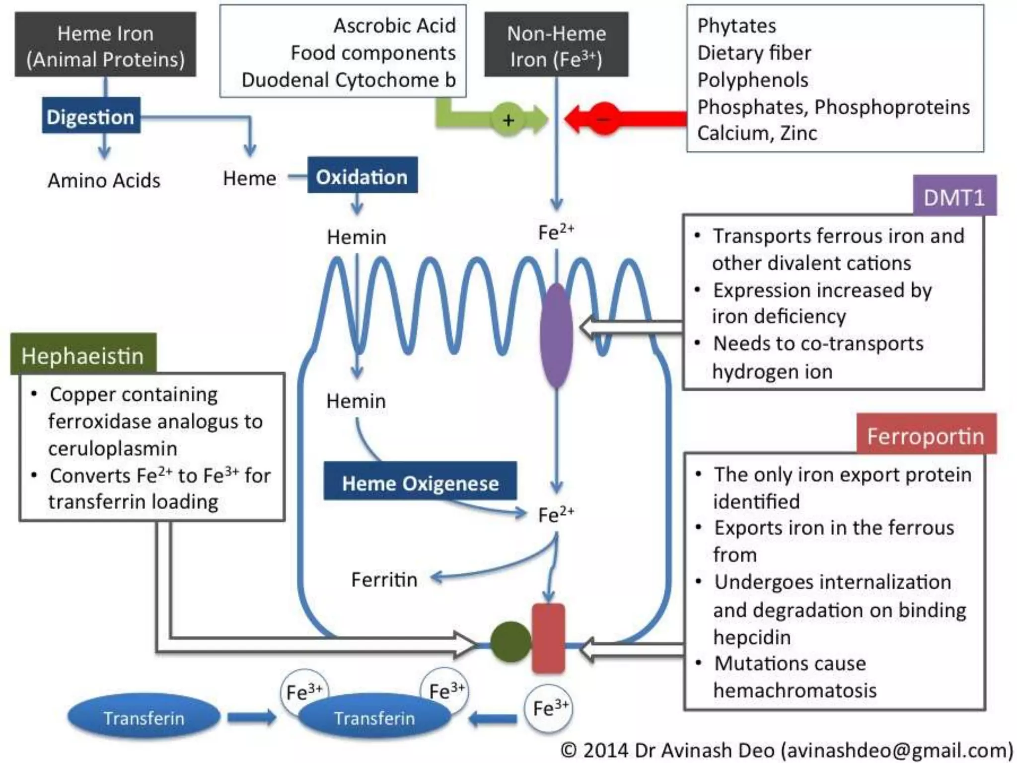 mucosal block theory | PPTX
