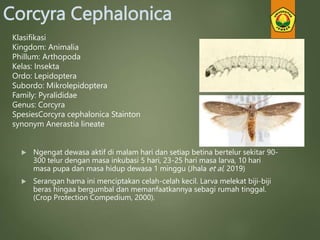 Uji Repelensi Corcyra Cephalonica | PPTX