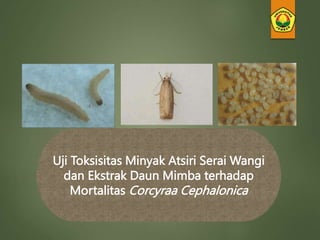Uji Repelensi Corcyra Cephalonica | PPTX