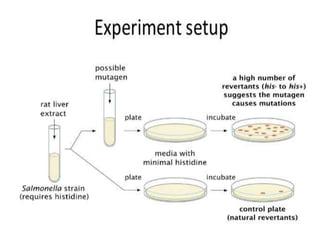 Ppt mutagenicity and carcinogenicity | PPTX | Genetics | Science