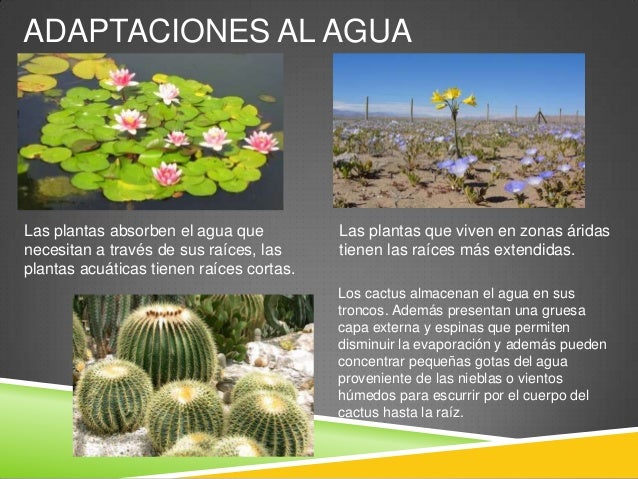 LAS ADAPTACIONES EN PLANTAS Y ANIMALES