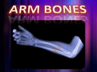 NAME OF THE BONES (Science 1º Primaria) | PPTX