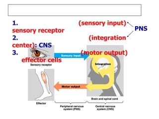 Ppt ระบบประสาท (nervous system) ชีววิทยา ม.5 | PPT