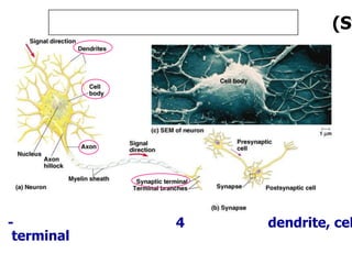 Ppt ระบบประสาท (nervous system) ชีววิทยา ม.5 | PPT | Free Download