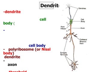Ppt ระบบประสาท (nervous system) ชีววิทยา ม.5 | PPT