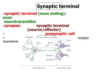 Ppt ระบบประสาท (nervous system) ชีววิทยา ม.5 | PPT