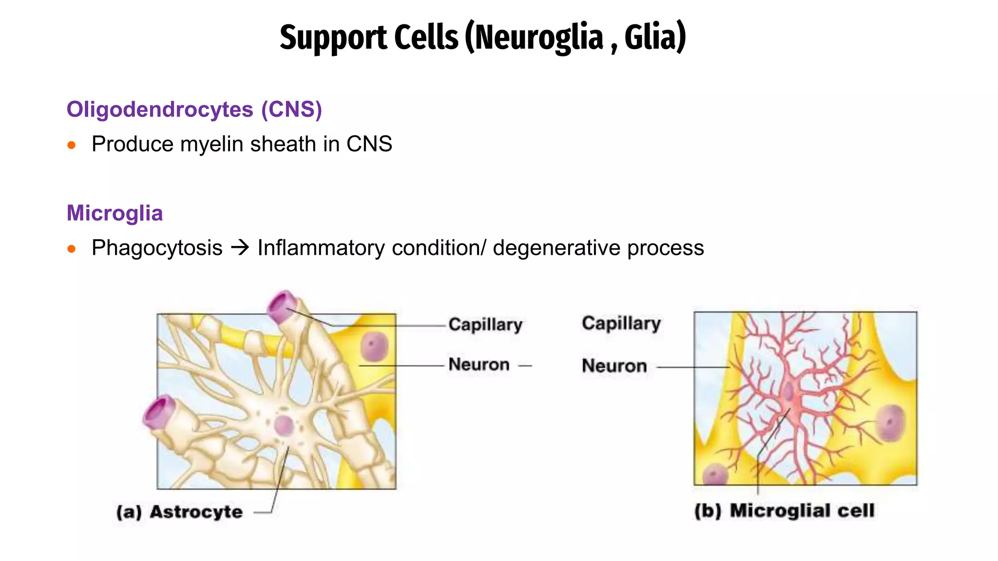 PPT Neuron.pptx