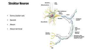 PPT Neuron.pptx