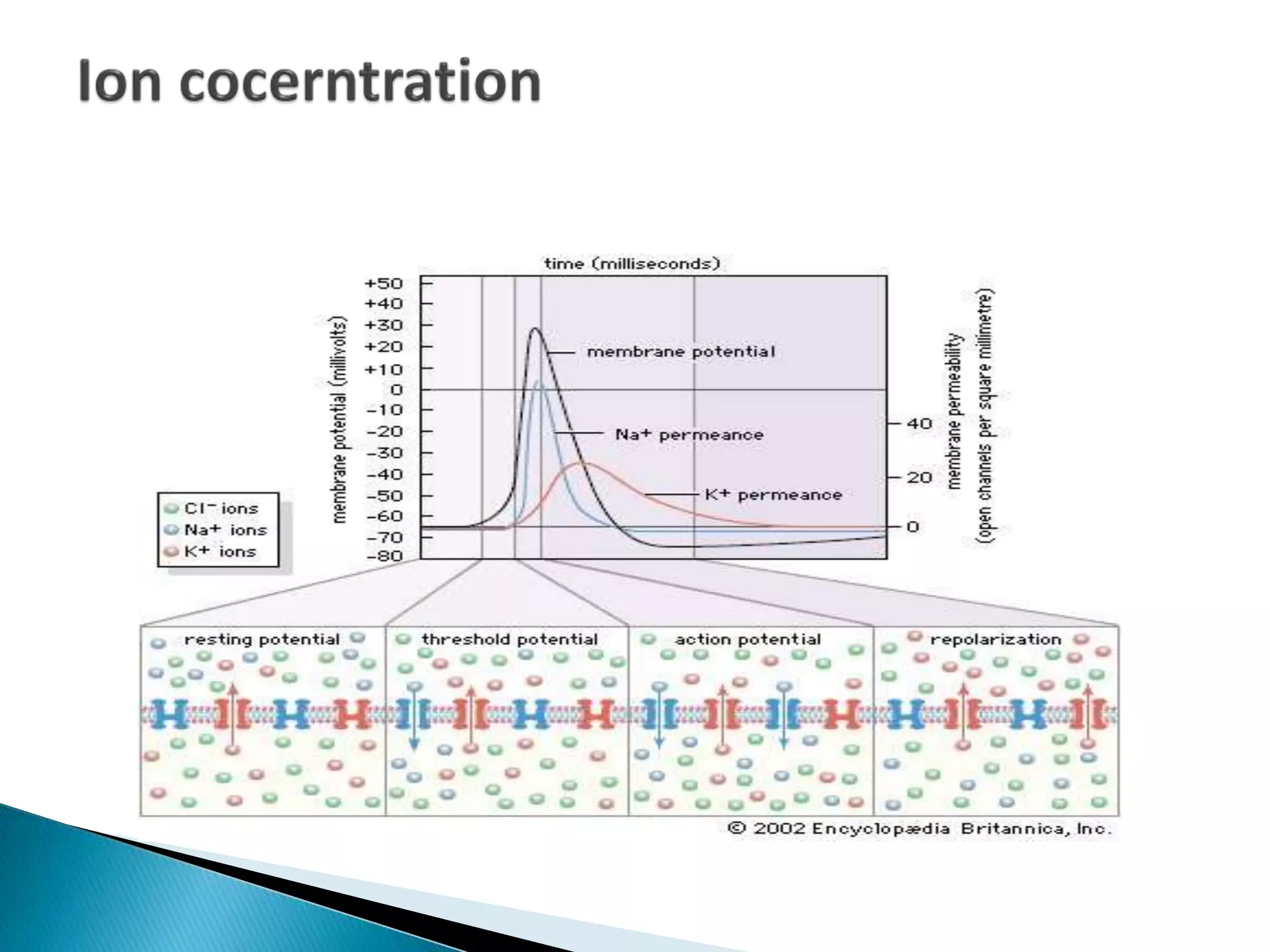 Neural Signaling And Electricl Pathway Pptx