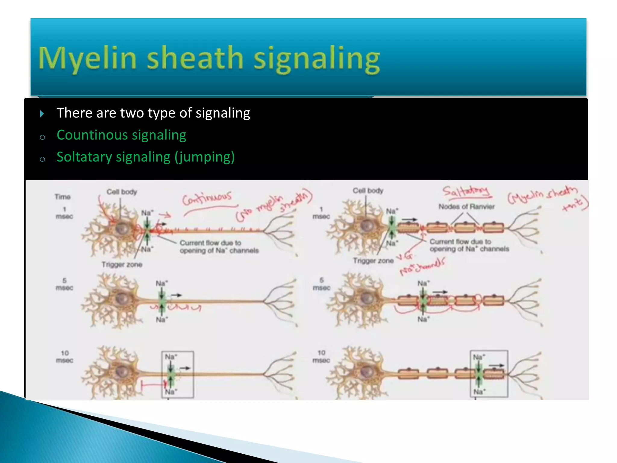 neural signaling and electricl pathway | PPTX