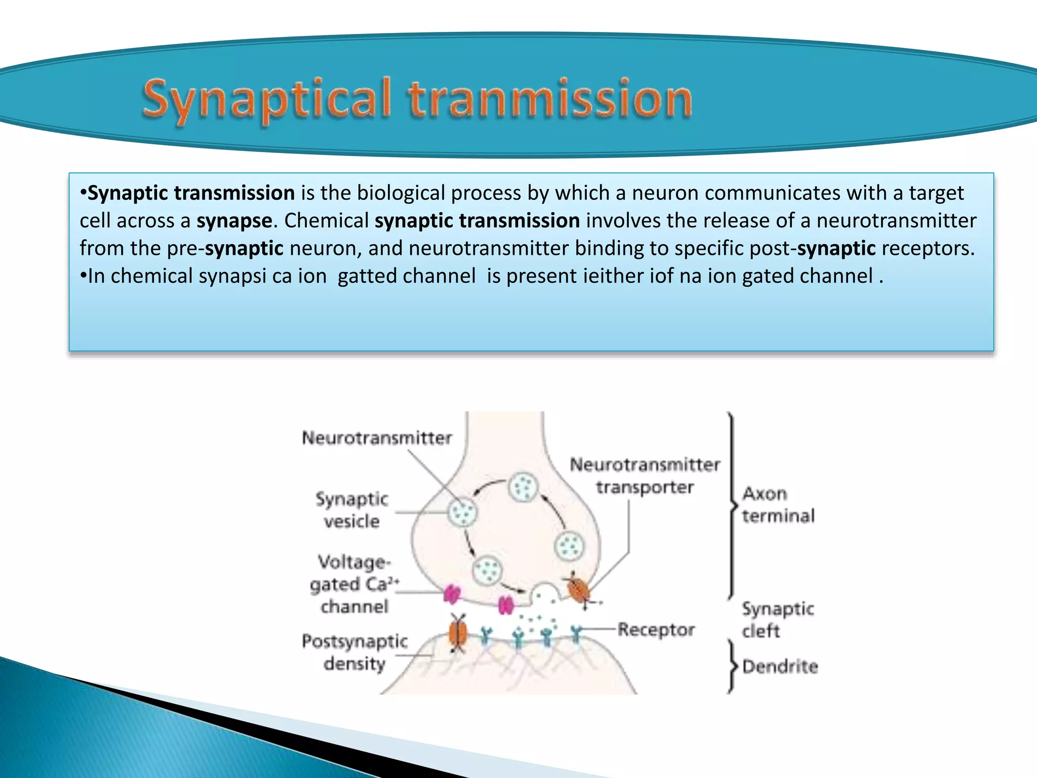 Neural Signaling And Electricl Pathway Pptx