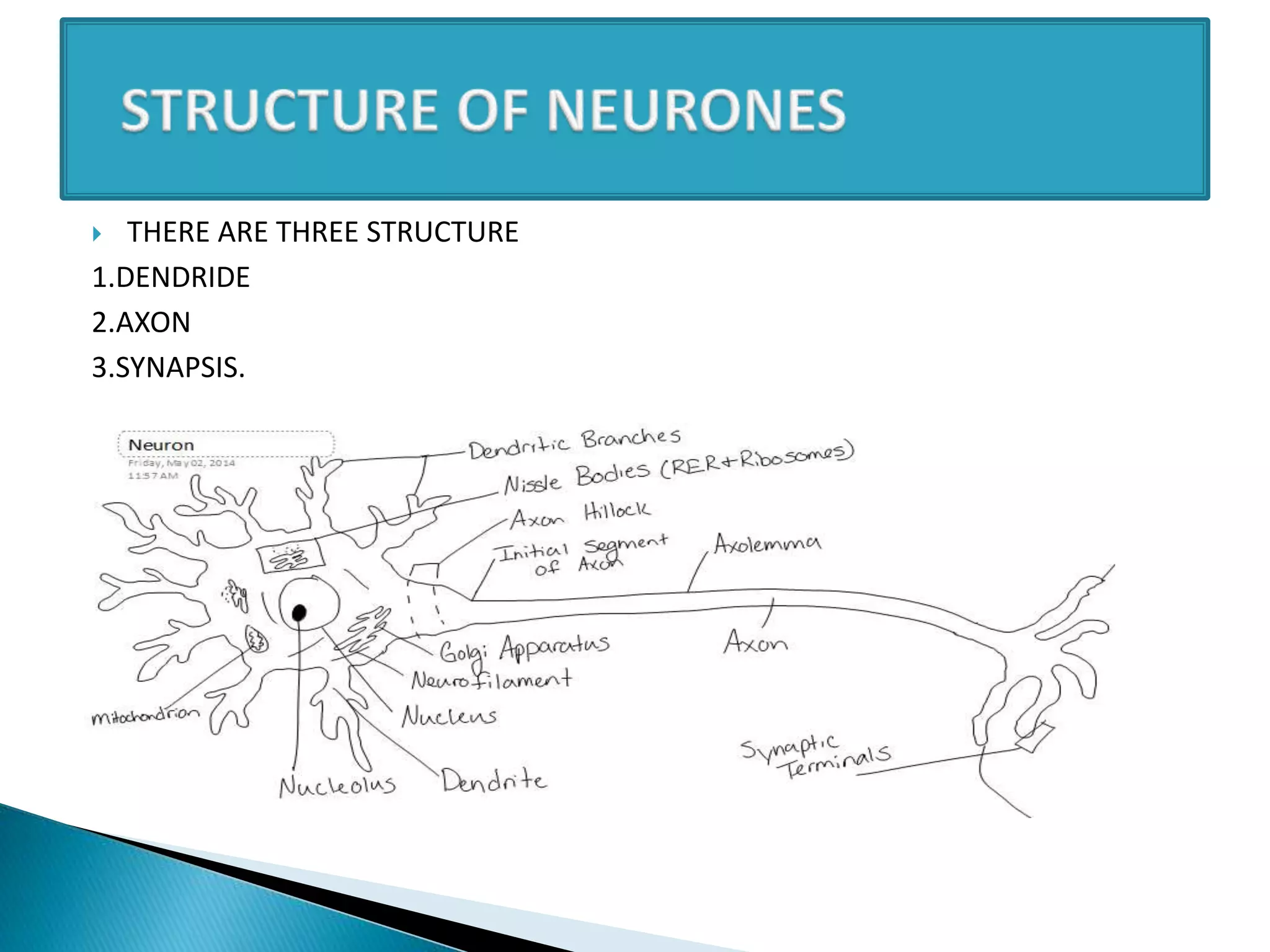 neural signaling and electricl pathway | PPTX