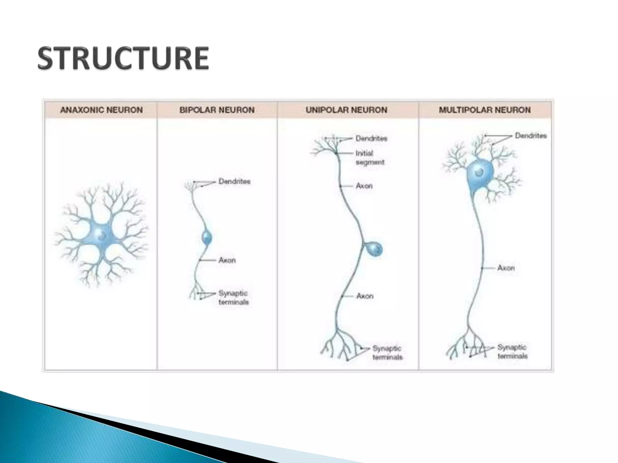 neural signaling and electricl pathway | PPTX