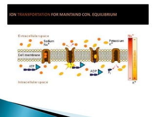 neural signaling and electricl pathway | PPTX