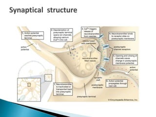neural signaling and electricl pathway | PPTX