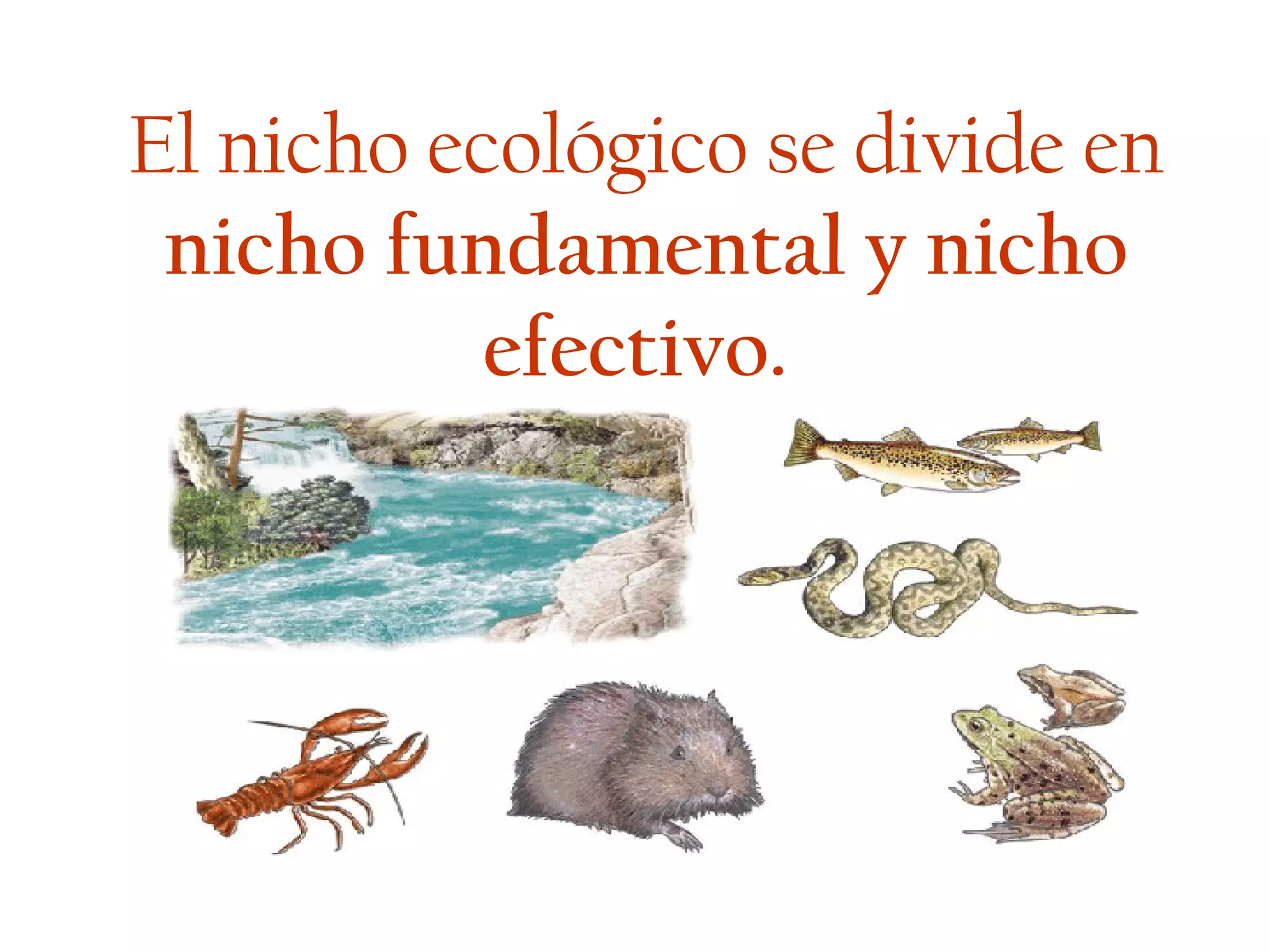 Ppt nicho eco.. | PPT
