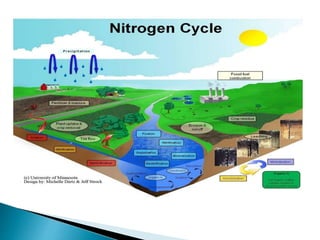 Ppt nitrogen cycle | PPTX | Chemistry | Science