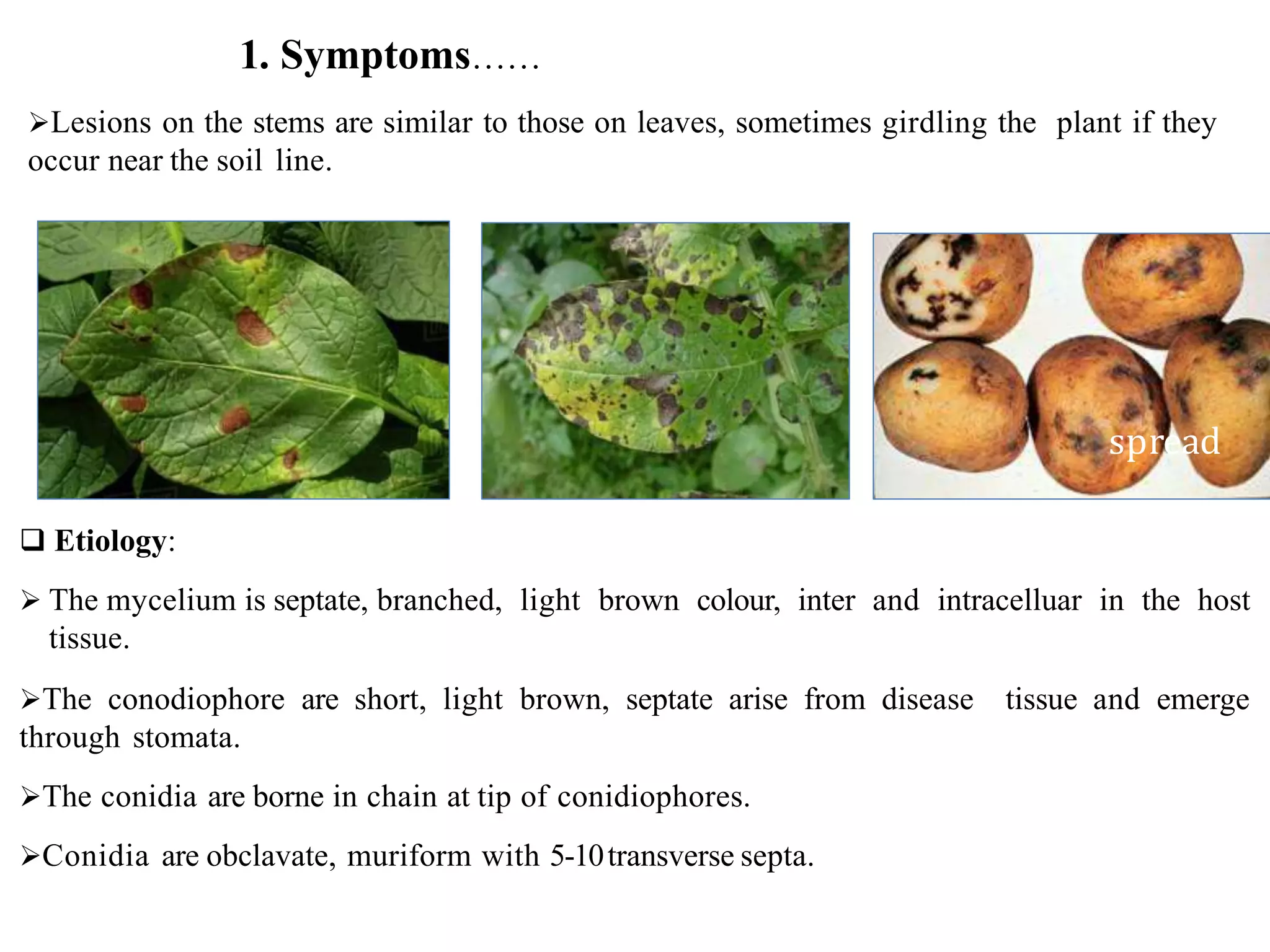 pptno-14potato-210427070740.pptx