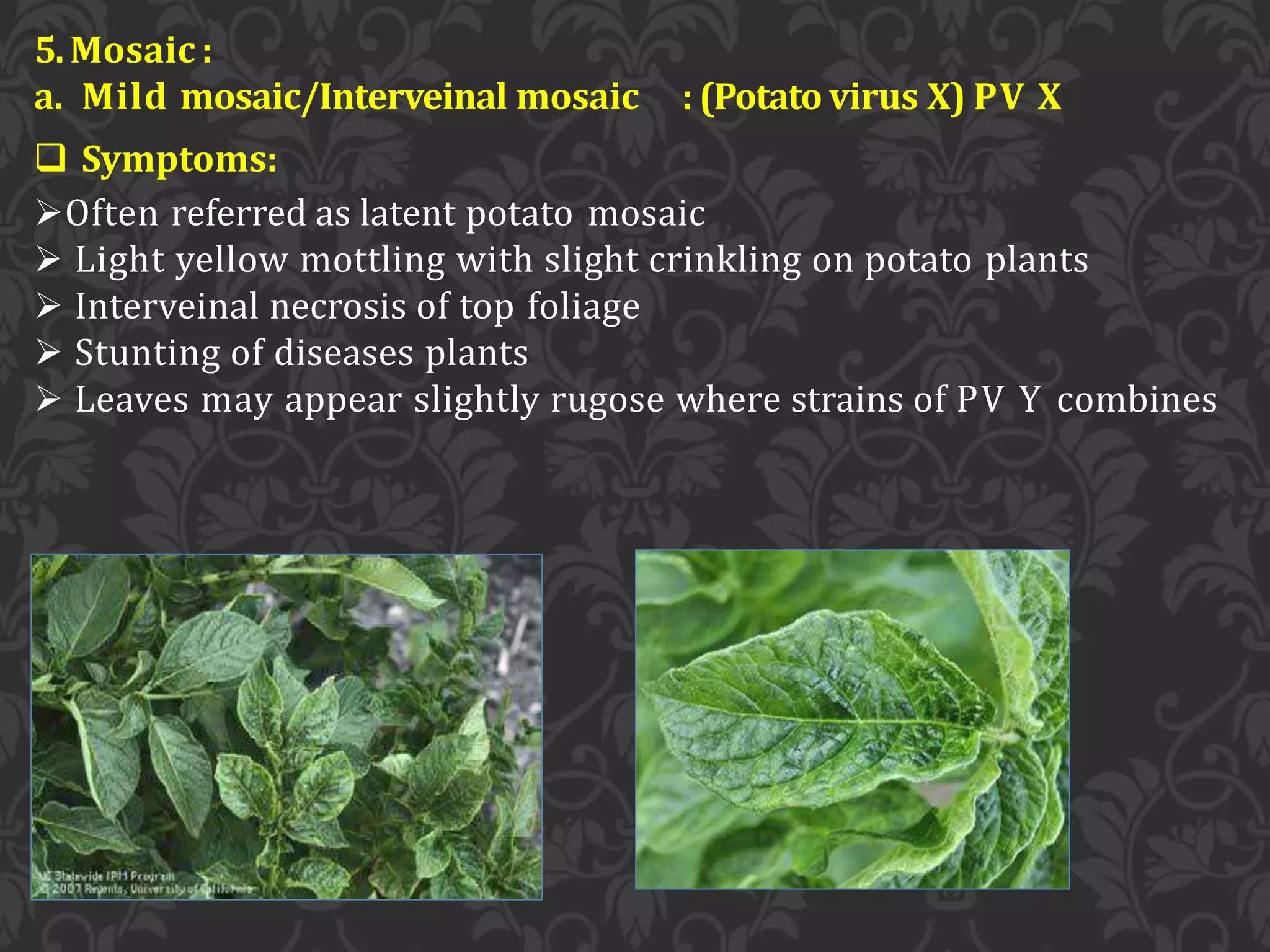 Diseases of Potato | PPTX