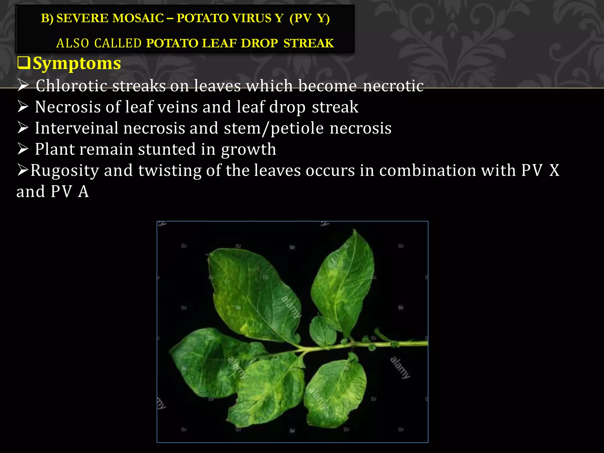 Diseases of Potato | PPTX