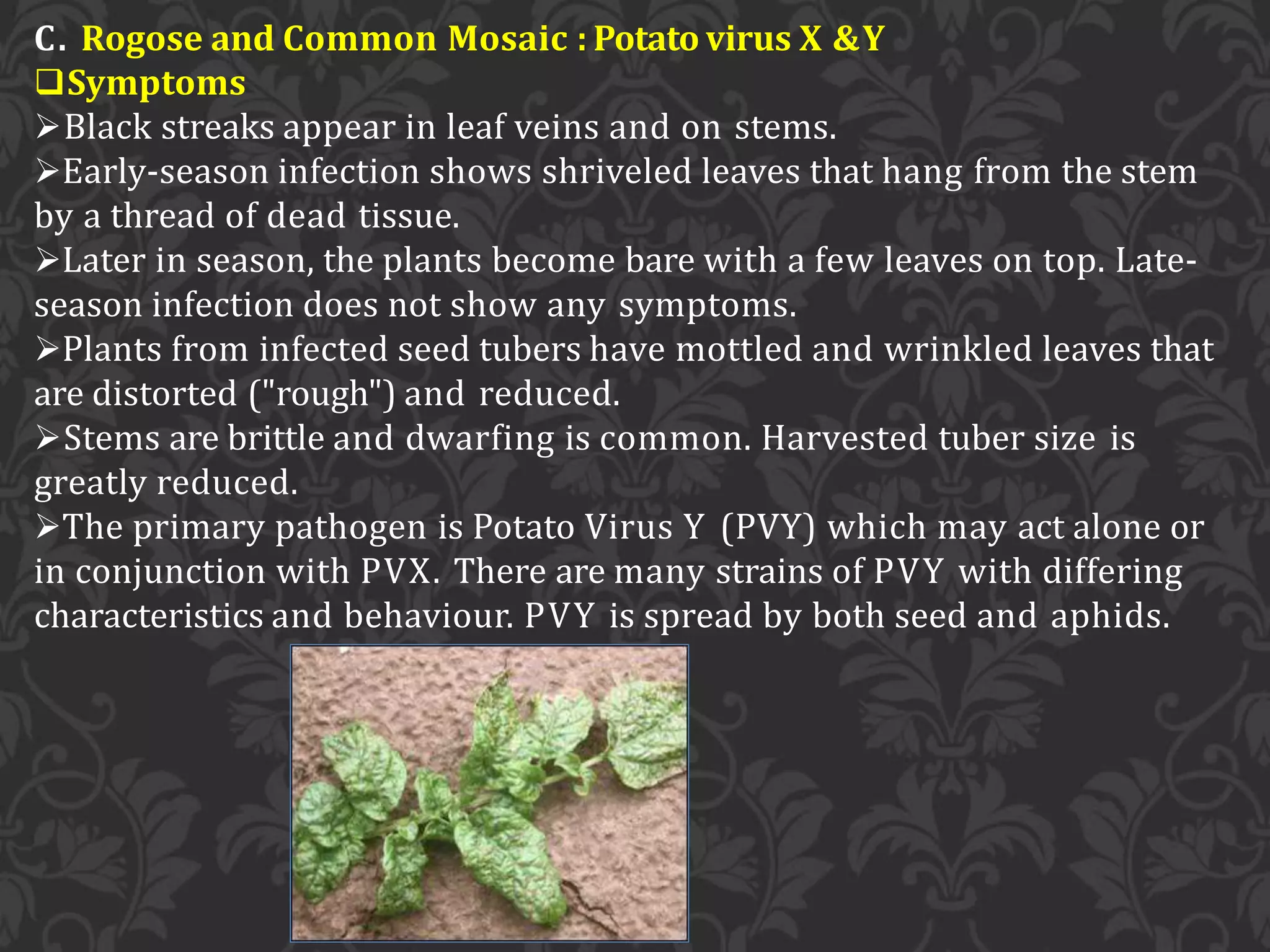Diseases of Potato | PPTX