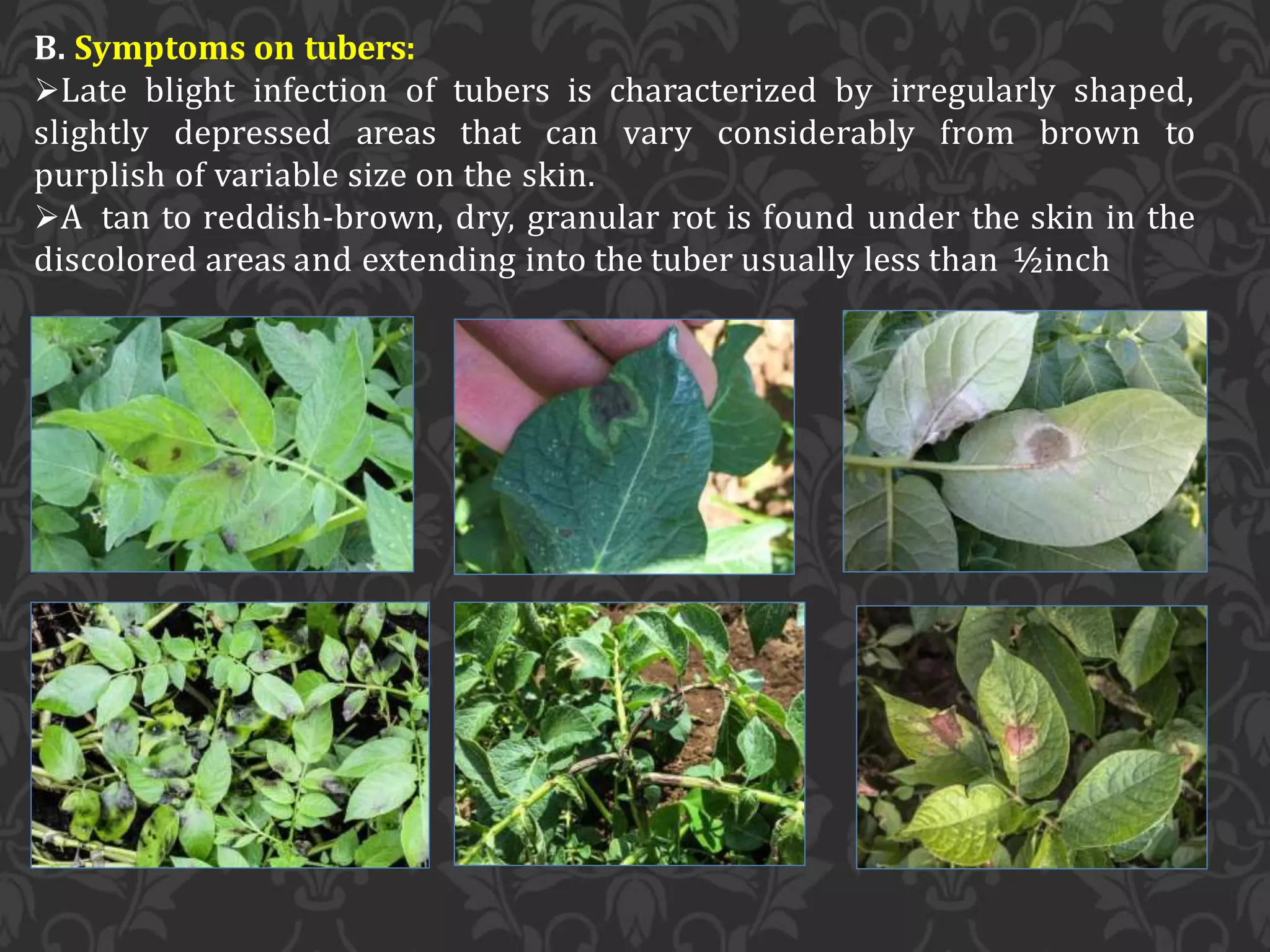 Diseases of Potato | PPTX