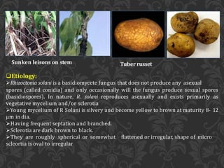Diseases of Potato | PPTX