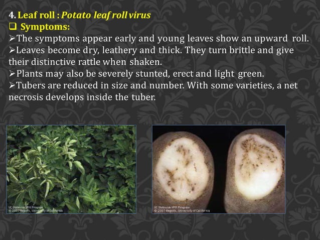 Diseases of Potato | PPTX