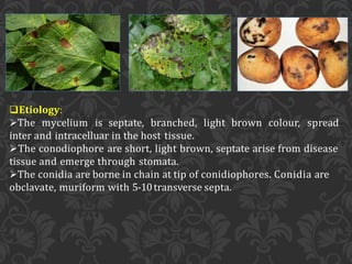 Diseases of Potato | PPTX