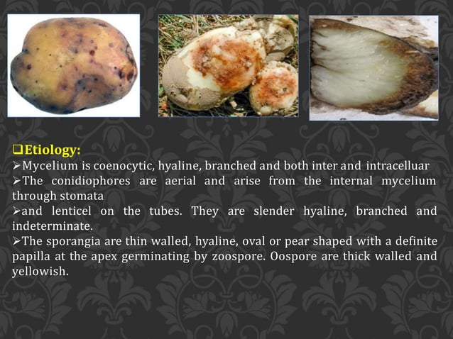 Diseases of Potato | PPTX