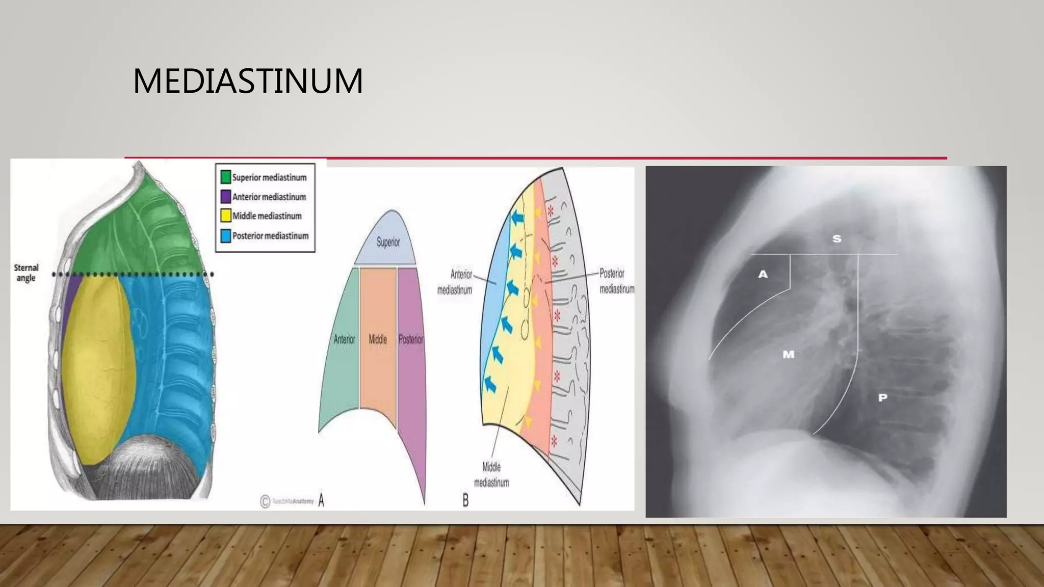 Normal chest X ray radiography interpretation | PPTX