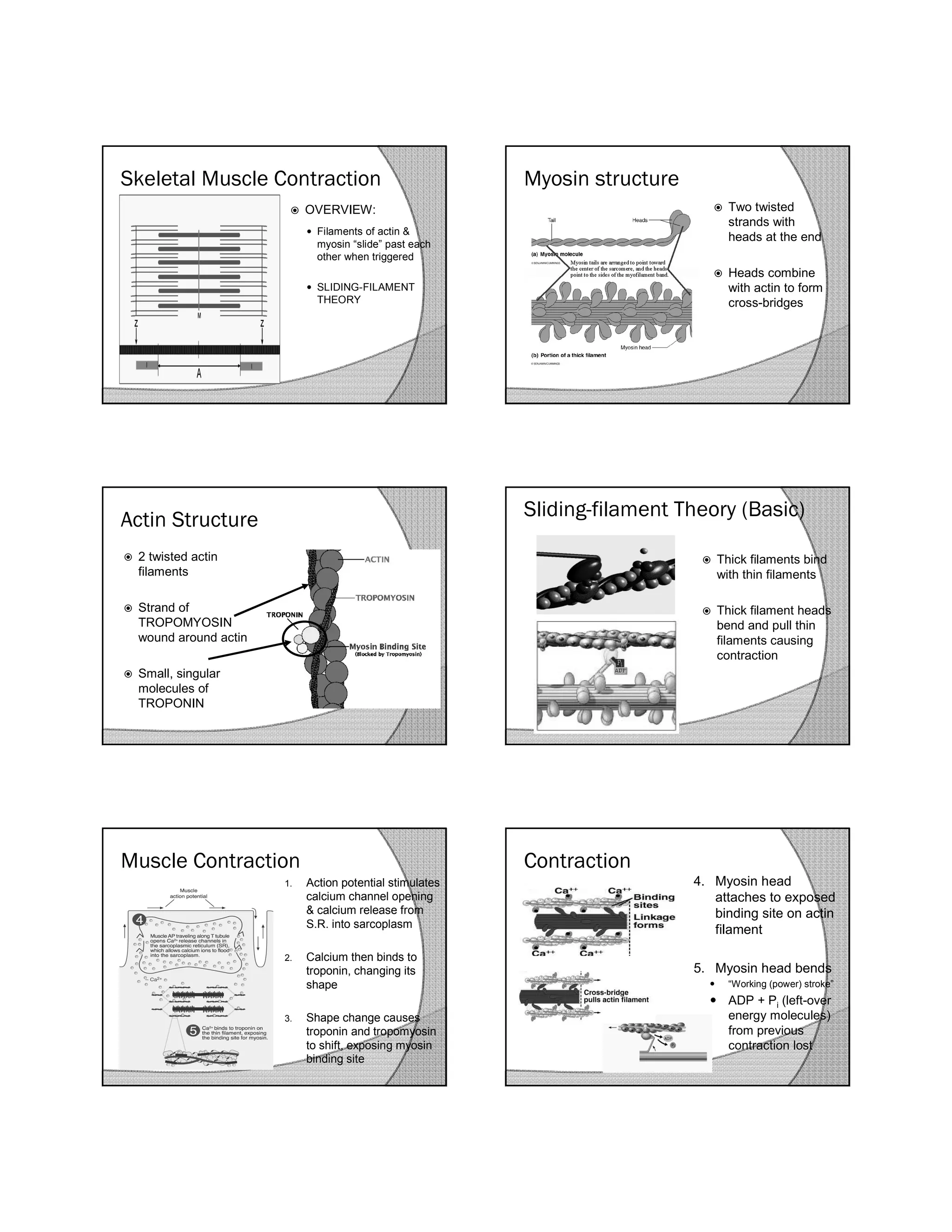 Ppt notes muscle contraction | PDF
