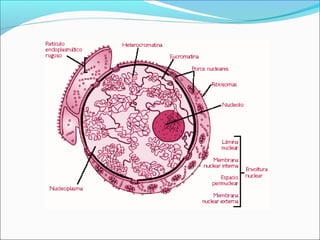 Ppt nucleo y nucleolo | PPT